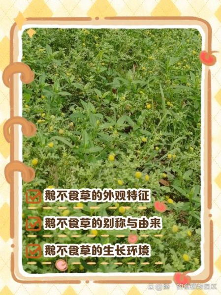 鹅不食草的功效与作用_鹅不食草能治鼻炎吗-第1张图片-山城妙识