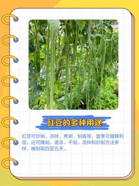 豇豆拼音有几个读音_豇豆怎么读才正确-第2张图片-山城妙识