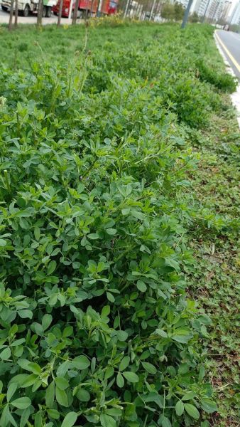 金花菜和苜蓿菜的区别_金花菜是不是苜蓿-第1张图片-山城妙识 金花菜和苜蓿菜的区别_金花菜是不是苜蓿-第1张图片-山城妙识