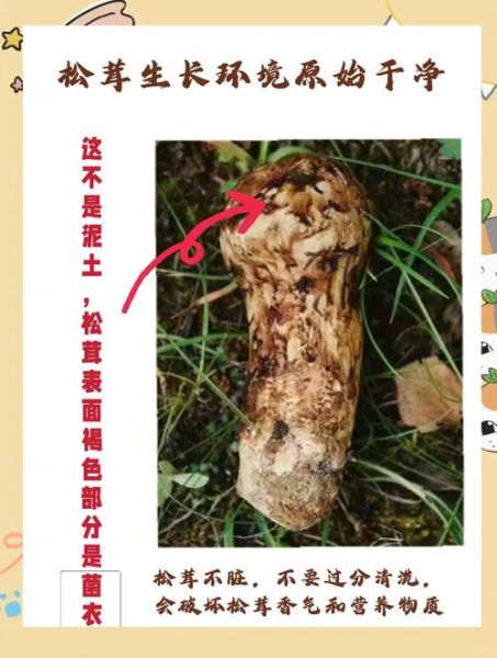 松茸为什么不能水洗_松茸清洗正确方法-第1张图片-山城妙识