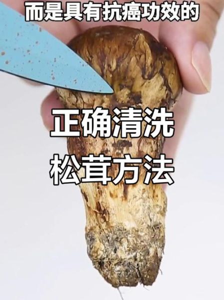 松茸为什么不能水洗_松茸清洗正确方法-第2张图片-山城妙识