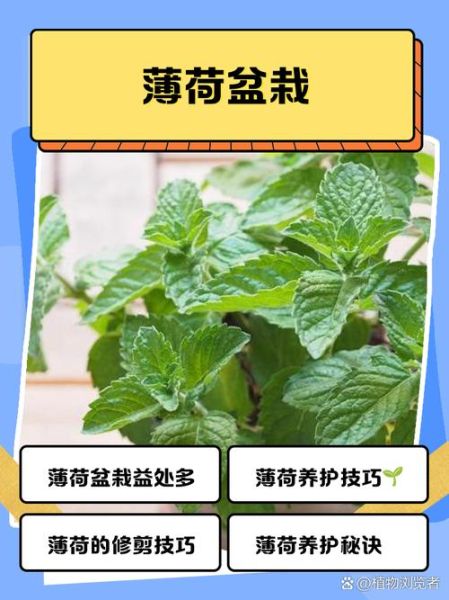 薄荷怎么养_薄荷养殖方法-第1张图片-山城妙识