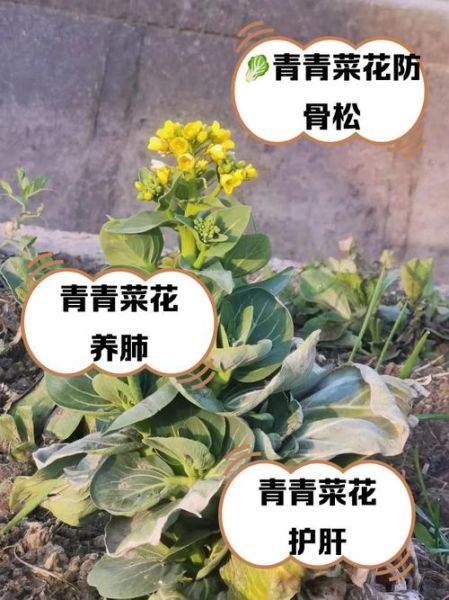 青花菜怎么保存_青花菜的营养价值-第3张图片-山城妙识 青花菜怎么保存_青花菜的营养价值-第3张图片-山城妙识