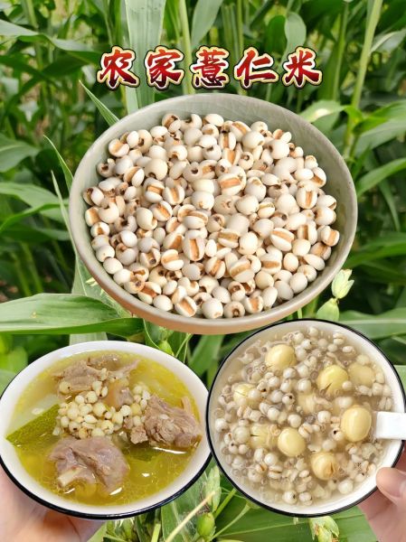 薏仁米粥怎么做_薏仁米粥的正确做法-第1张图片-山城妙识
