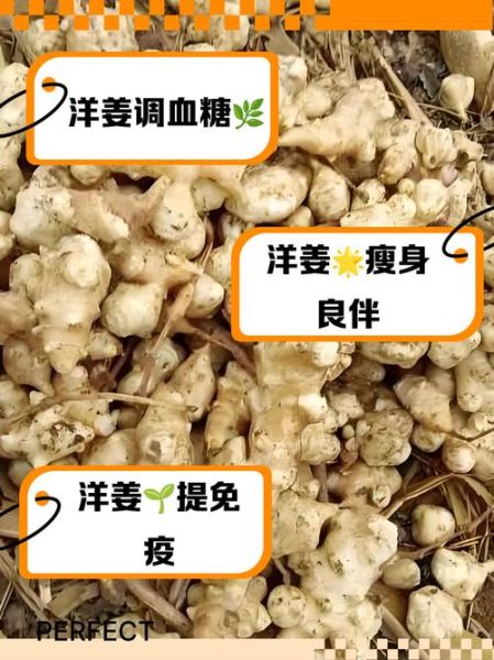洋生姜的功效与作用_洋生姜怎么吃最好-第3张图片-山城妙识