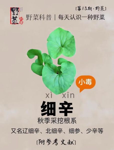 细辛的功效与作用_细辛主治哪些疾病-第2张图片-山城妙识