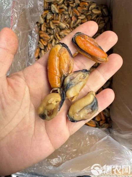 青口是什么意思_青口和淡菜的区别-第3张图片-山城妙识