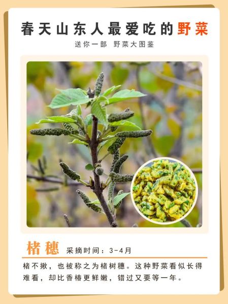常见野菜有哪些_如何安全采摘与食用-第2张图片-山城妙识