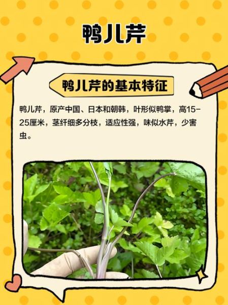 鸭儿芹图片长什么样_鸭儿芹和芹菜区别-第3张图片-山城妙识