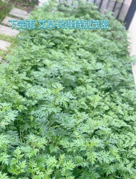 艾草团子怎么做_艾草团子有什么功效-第2张图片-山城妙识
