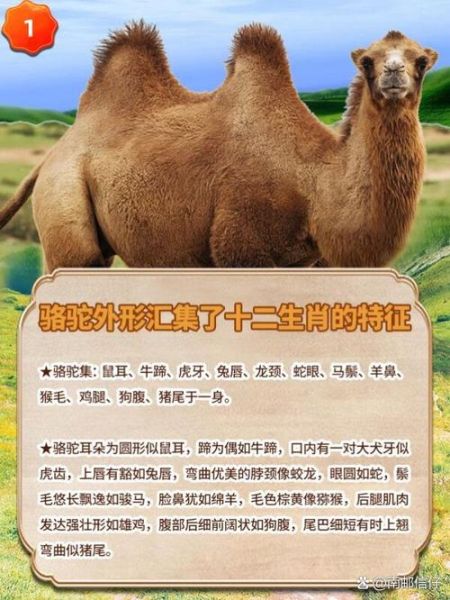 骆驼蹄子是什么_骆驼蹄子为什么分瓣-第2张图片-山城妙识