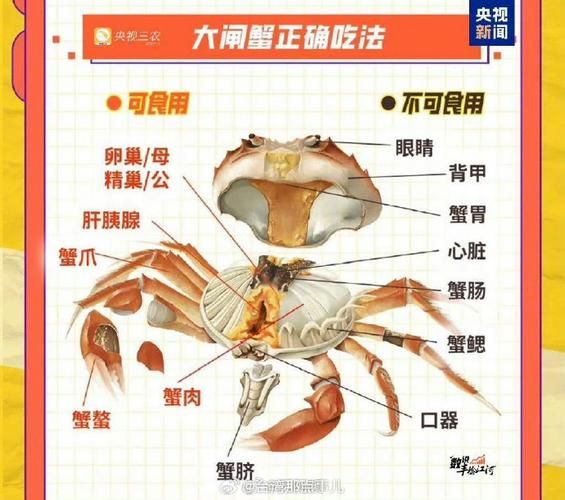 螃蟹哪些部位不能吃_怎么区分有毒部位-第1张图片-山城妙识