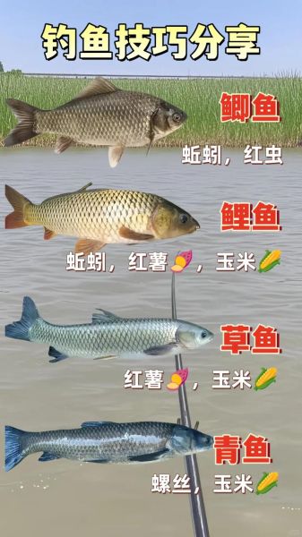 钓白鲢花鲢用什么饵料_钓白鲢花鲢怎么调漂-第2张图片-山城妙识