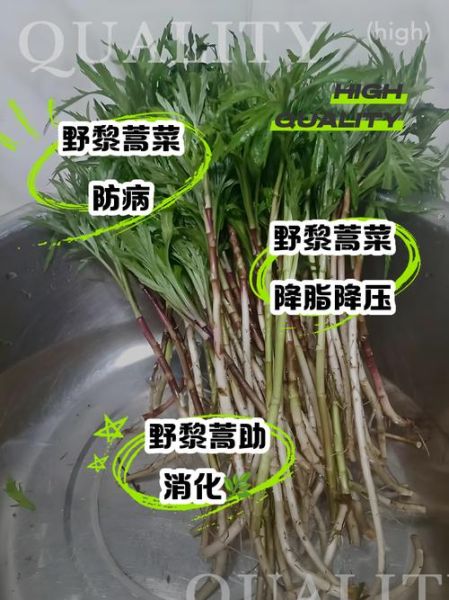 藜蒿的功效与作用_藜蒿怎么吃最养生-第1张图片-山城妙识