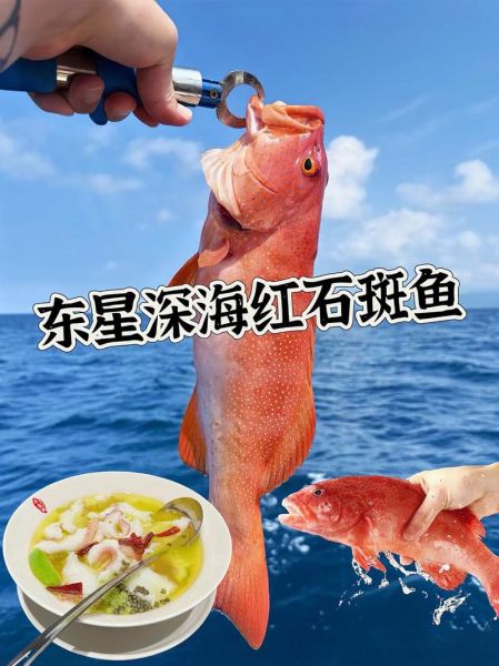 红东星斑鱼多少钱一斤_红东星斑鱼价格行情-第2张图片-山城妙识