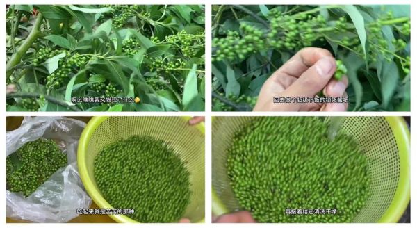 木姜子怎么腌制_木姜子腌制方法大全-第2张图片-山城妙识
