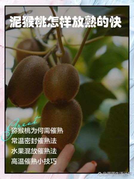 红心猕猴桃怎么催熟_红心猕猴桃催熟方法-第3张图片-山城妙识