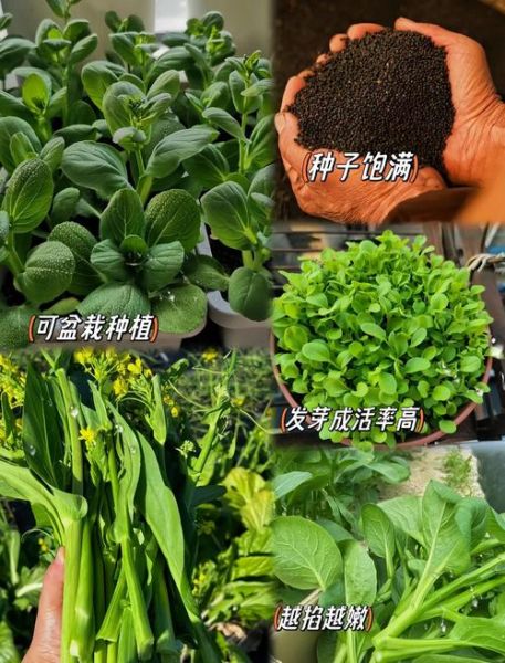菜苔种子怎么保存_菜苔种子图片识别技巧-第2张图片-山城妙识