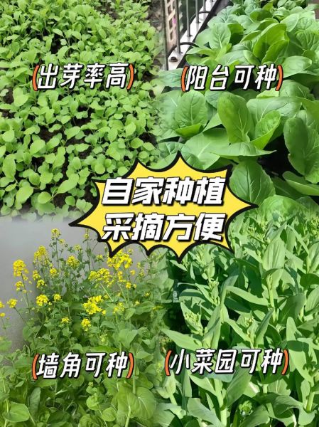 菜苔种子怎么保存_菜苔种子图片识别技巧-第1张图片-山城妙识