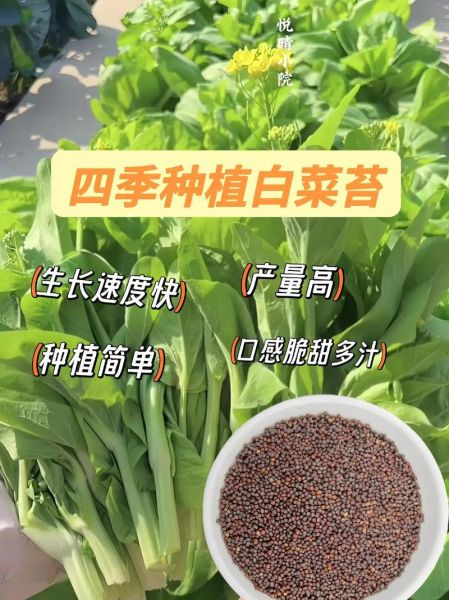 菜苔种子怎么保存_菜苔种子图片识别技巧-第3张图片-山城妙识