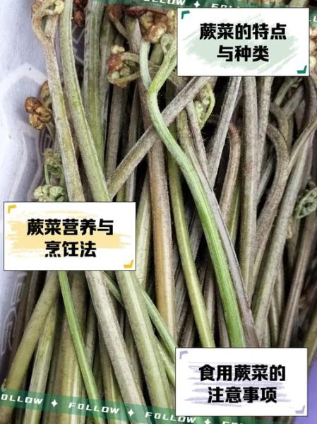 蕨菜的功效与作用_蕨菜怎么吃才安全-第1张图片-山城妙识