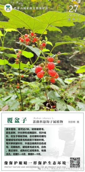 野生覆盆子图片大全_如何辨别真假野生覆盆子-第1张图片-山城妙识