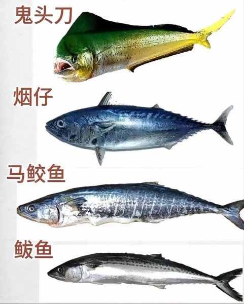 150种海鱼名称大全_如何快速识别常见海鱼-第3张图片-山城妙识
