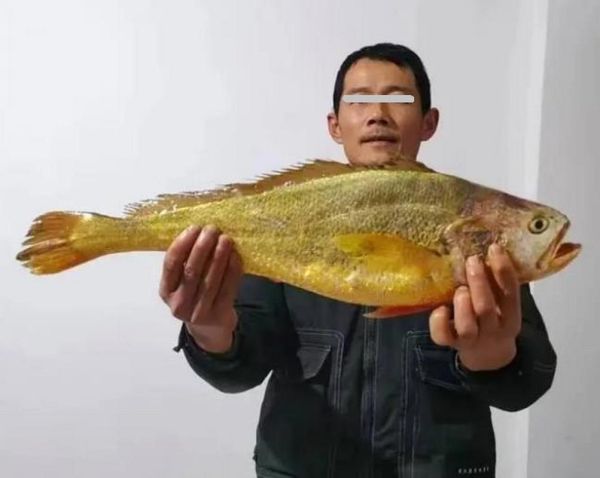野生大黄鱼最大多少斤_野生大黄鱼最大记录-第3张图片-山城妙识 野生大黄鱼最大多少斤_野生大黄鱼最大记录-第3张图片-山城妙识