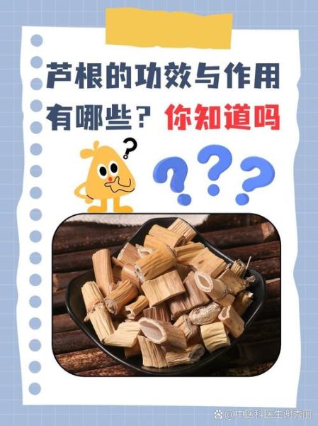鲜芦根与干芦根功效区别_哪个更适合清热生津-第3张图片-山城妙识