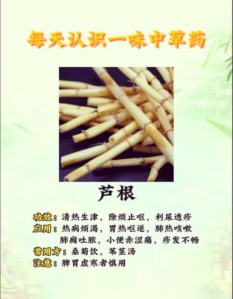 鲜芦根与干芦根功效区别_哪个更适合清热生津-第2张图片-山城妙识