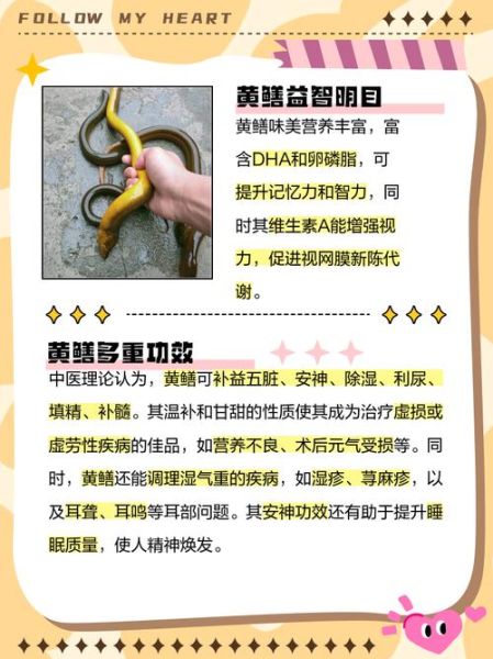 黄鳝的营养价值及功效与作用_吃黄鳝有什么好处-第1张图片-山城妙识