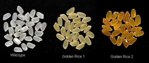 黄金大米事件最终结果_转基因大米安全吗-第3张图片-山城妙识