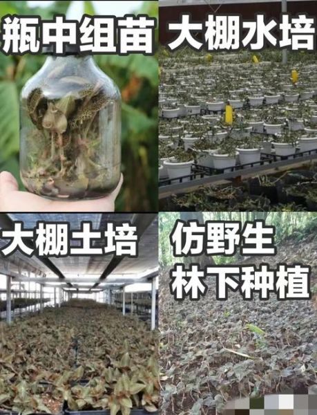 金线莲多少钱一斤_金线莲价格为什么差别大-第2张图片-山城妙识
