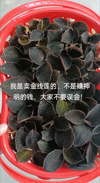 金线莲多少钱一斤_金线莲价格为什么差别大-第1张图片-山城妙识