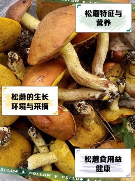 松蘑的功效与作用_松蘑怎么吃最营养-第1张图片-山城妙识