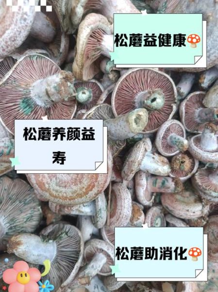 松蘑的功效与作用_松蘑怎么吃最营养-第2张图片-山城妙识
