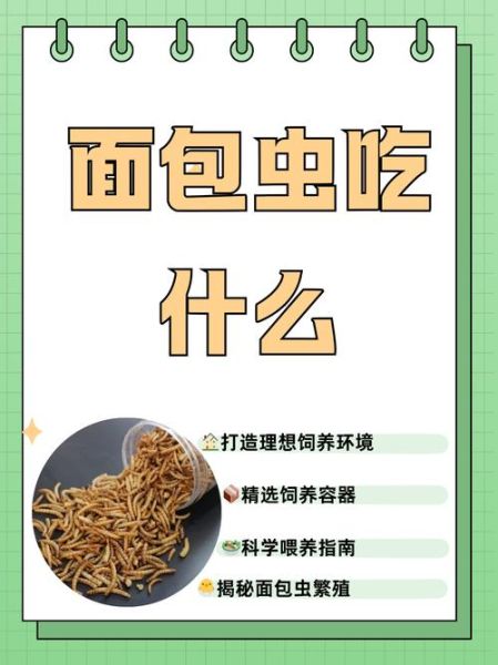 面包虫怎么养_面包虫吃什么长得快-第1张图片-山城妙识