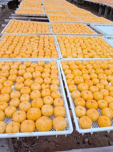 自制柿饼怎么做_自制柿饼保存多久-第3张图片-山城妙识