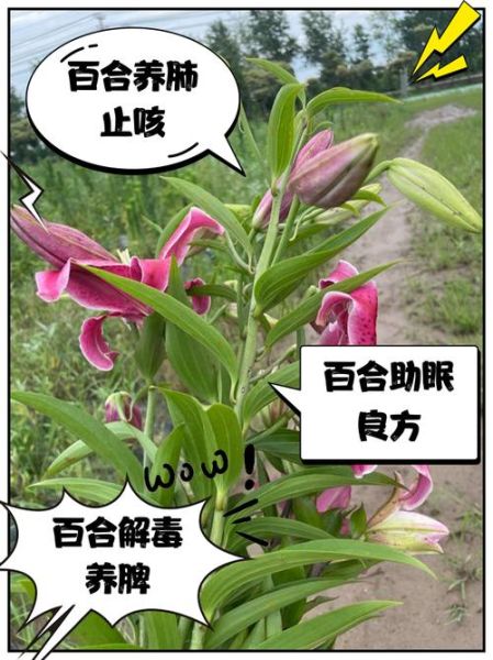 百合的功效与作用及副作用_百合吃多了有什么危害-第1张图片-山城妙识