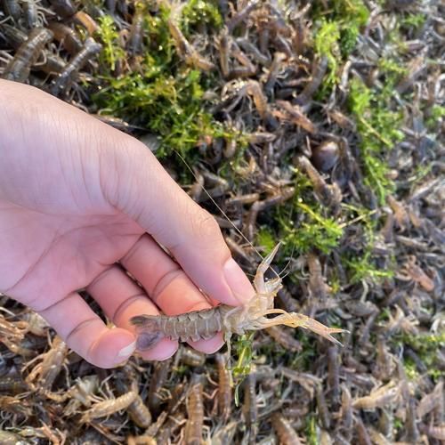 澳洲淡水小龙虾怎么养_澳洲淡水小龙虾价格多少钱一斤-第2张图片-山城妙识 澳洲淡水小龙虾怎么养_澳洲淡水小龙虾价格多少钱一斤-第2张图片-山城妙识