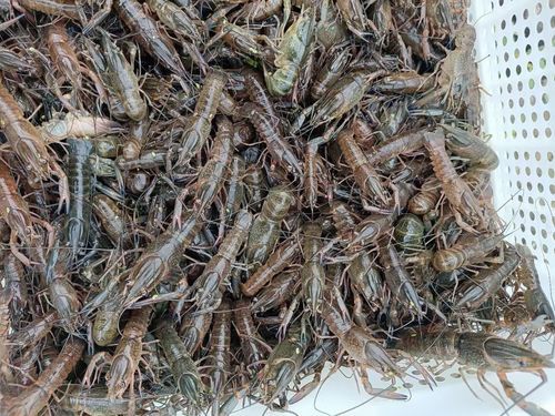 澳洲淡水小龙虾怎么养_澳洲淡水小龙虾价格多少钱一斤-第3张图片-山城妙识 澳洲淡水小龙虾怎么养_澳洲淡水小龙虾价格多少钱一斤-第3张图片-山城妙识
