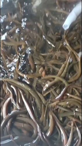 鳝鱼苗价格多少钱一斤_鳝鱼苗批发行情-第3张图片-山城妙识