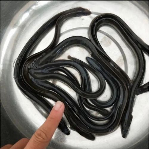 鳝鱼苗价格多少钱一斤_鳝鱼苗批发行情-第2张图片-山城妙识