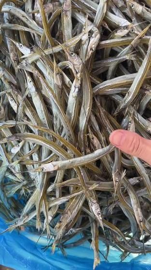 针嘴鱼怎么养_针嘴鱼能长多大-第2张图片-山城妙识