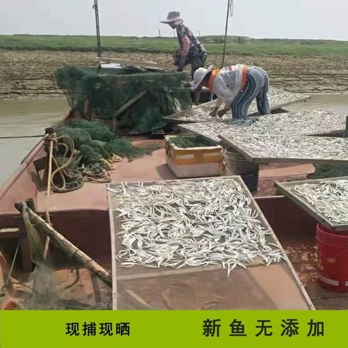 针嘴鱼怎么养_针嘴鱼能长多大-第3张图片-山城妙识