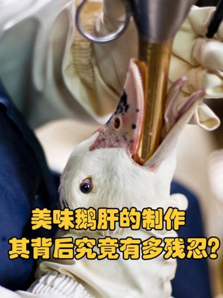 鹅肝为什么那么残忍_鹅肝制作过程真相-第1张图片-山城妙识