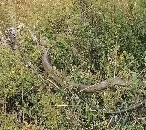 菜花蛇和眼镜王蛇谁更厉害_野外遭遇哪个更危险-第2张图片-山城妙识 菜花蛇和眼镜王蛇谁更厉害_野外遭遇哪个更危险-第2张图片-山城妙识