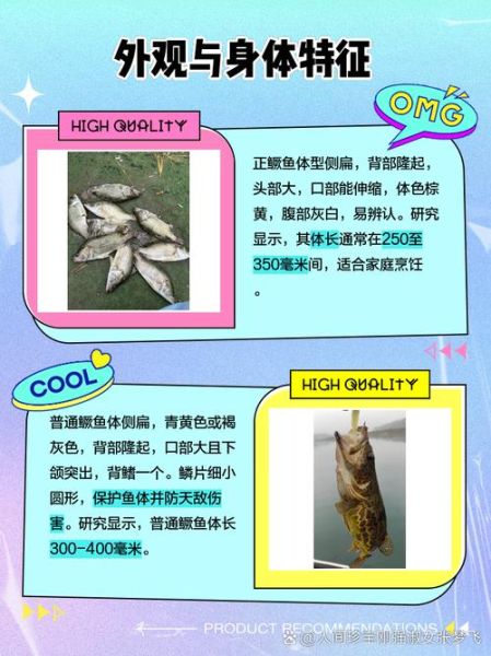 鳜鱼和桂鱼一样吗_鳜鱼桂鱼区别-第1张图片-山城妙识