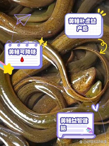 黄鳝壮阳还是泥鳅壮阳_哪个效果更好-第2张图片-山城妙识