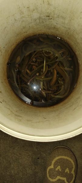 黄鳝壮阳还是泥鳅壮阳_哪个效果更好-第3张图片-山城妙识